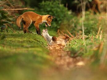 Our Favourite Fen Wildlife | The Great Fen