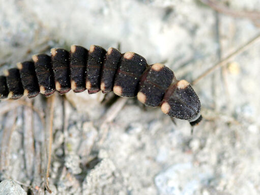 Glow-worms of the Great Fen | The Great Fen