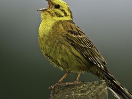 Leap into spring at the Great Fen | The Great Fen
