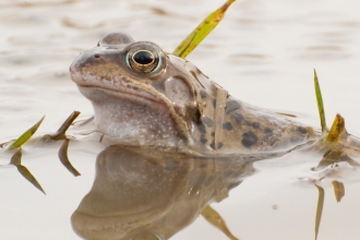 Amphibians & Reptiles | The Great Fen