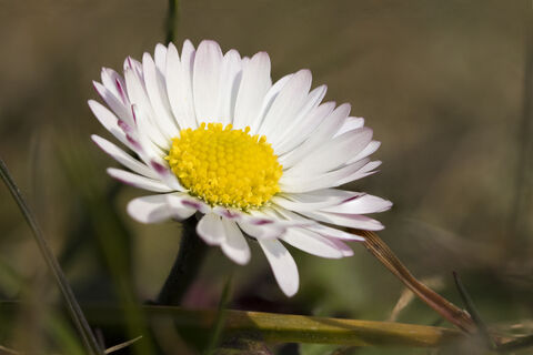 Common daisy | The Great Fen