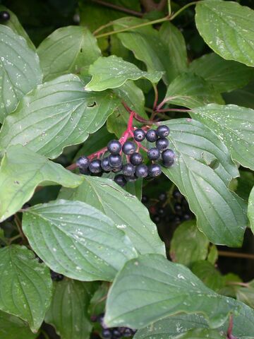 Dogwood | The Great Fen