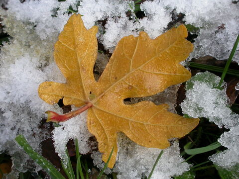 Field maple | The Great Fen