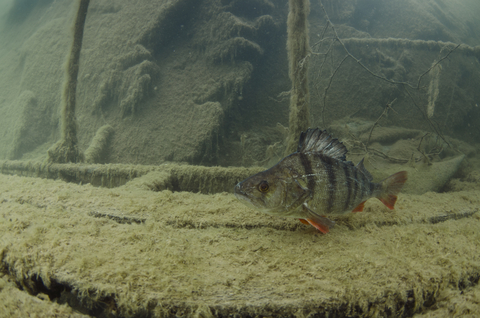 Perch | The Great Fen