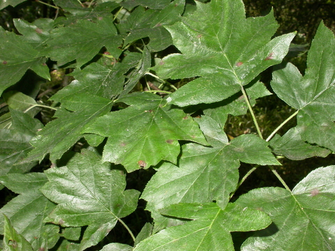 Wild service tree | The Great Fen