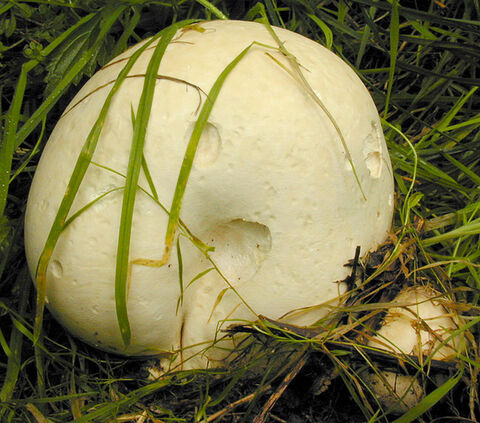 Giant puffball | The Great Fen