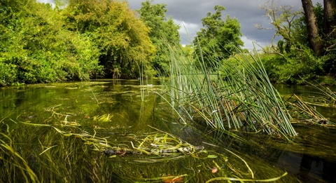 Freshwater | The Great Fen