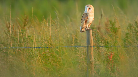 Barn owl | The Great Fen