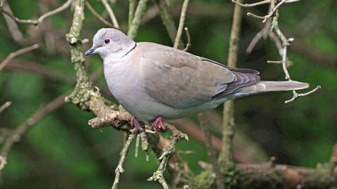 Collared dove | The Great Fen
