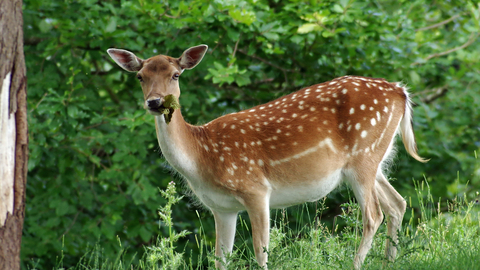 Fallow deer | The Great Fen