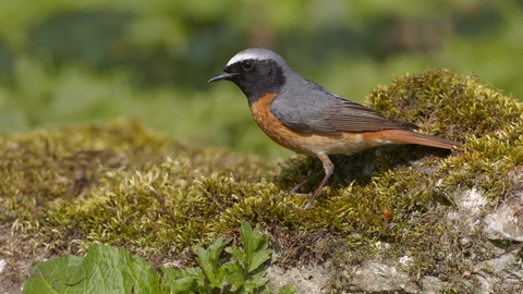 Redstart | The Great Fen