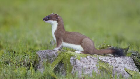 Stoat | The Great Fen