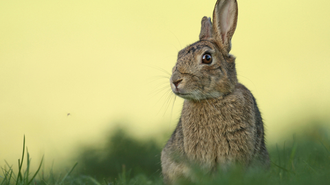 Rabbit | The Great Fen