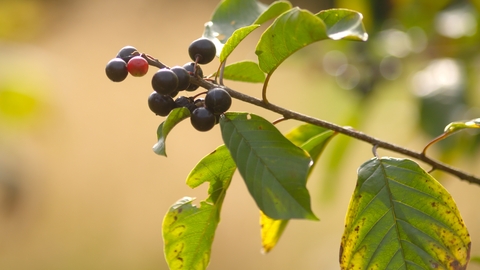 Alder buckthorn | The Great Fen