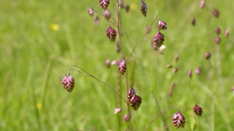 Quaking-grass | The Great Fen