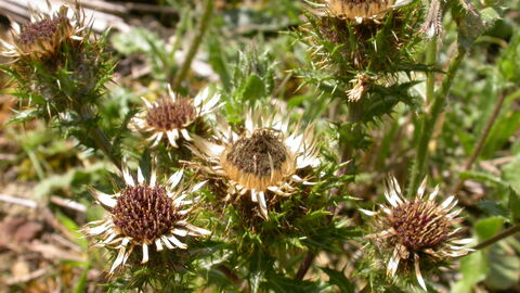 Carline thistle | The Great Fen