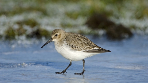 Dunlin | The Great Fen