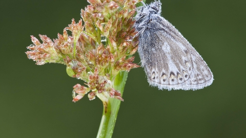 Soft rush | The Great Fen