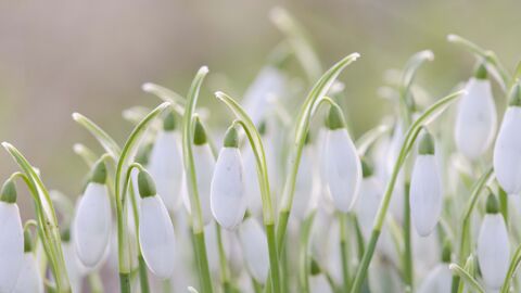 Snowdrop | The Great Fen
