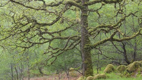 Sessile oak | The Great Fen