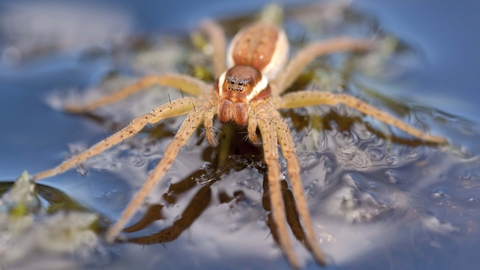 Raft spider | The Great Fen
