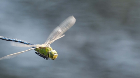 Emperor dragonfly | The Great Fen