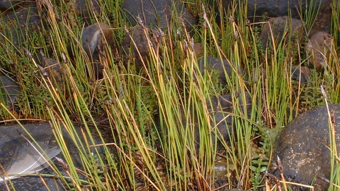 Common spike-rush | The Great Fen