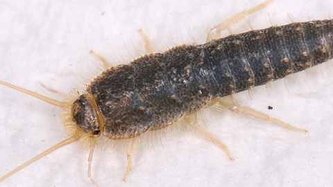 Silverfish | The Great Fen