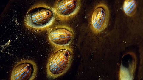Blue-rayed limpet | The Great Fen