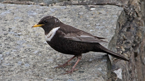 Ring ouzel | The Great Fen