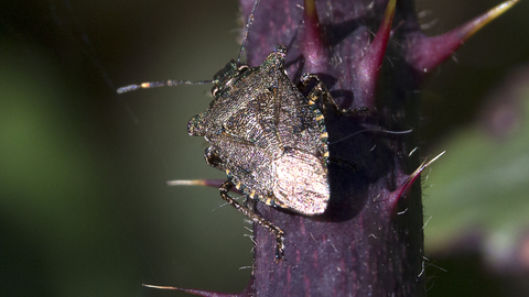 Bronze shieldbug | The Great Fen