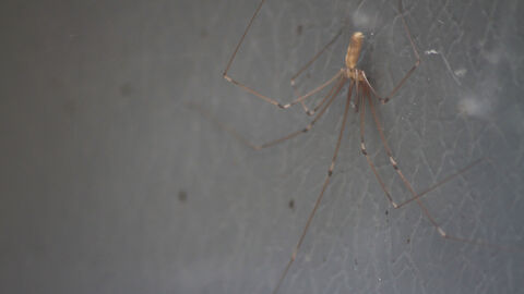 Cellar spider | The Great Fen