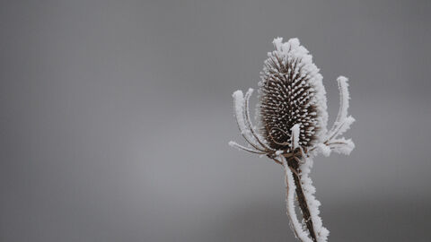 Teasel | The Great Fen