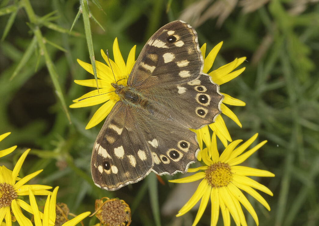 The Summer Cut at Woodwalton Fen | The Great Fen