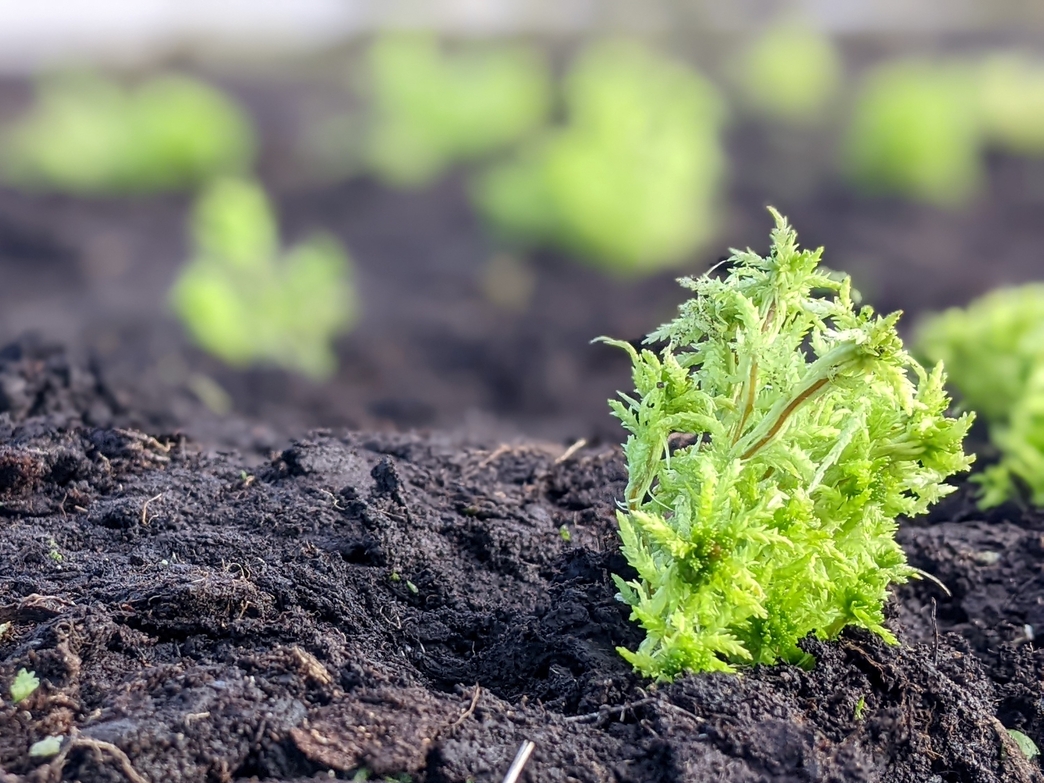 Wet farming in a drought | The Great Fen