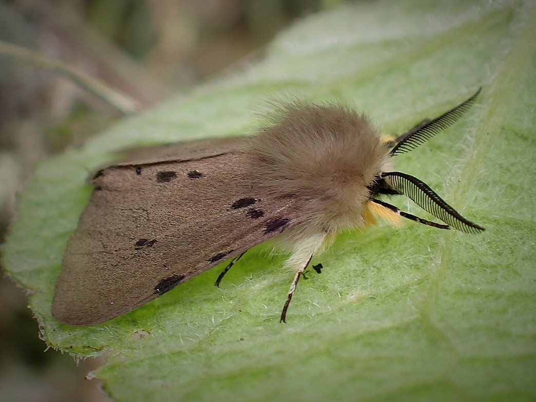 April sightings | The Great Fen