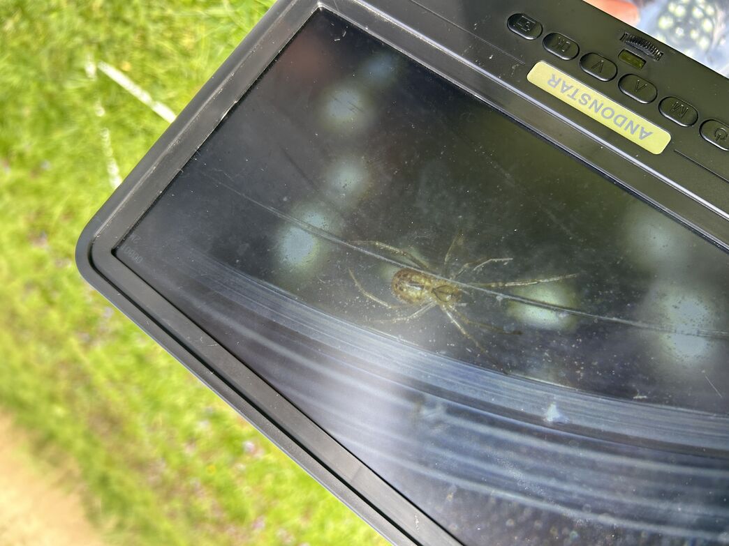 Warblers, Wansford and Wildlife Surveys - Our Work Experience Diary ...