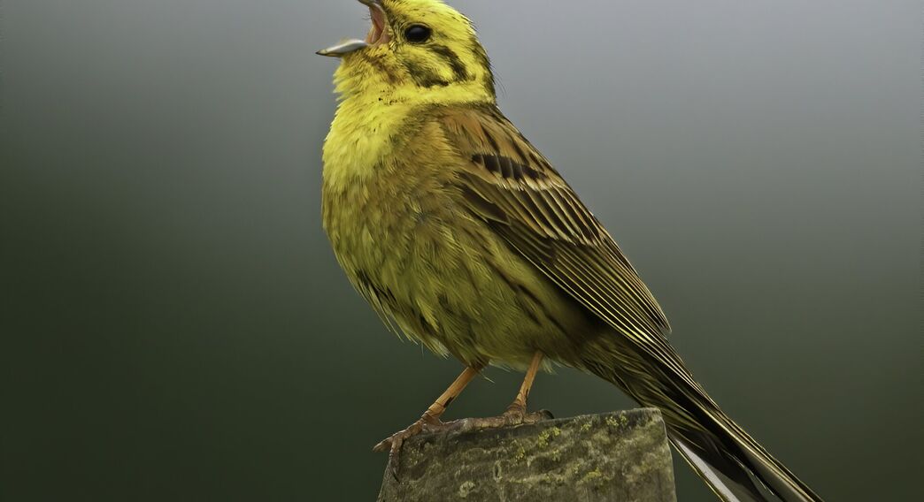 Leap into spring at the Great Fen | The Great Fen