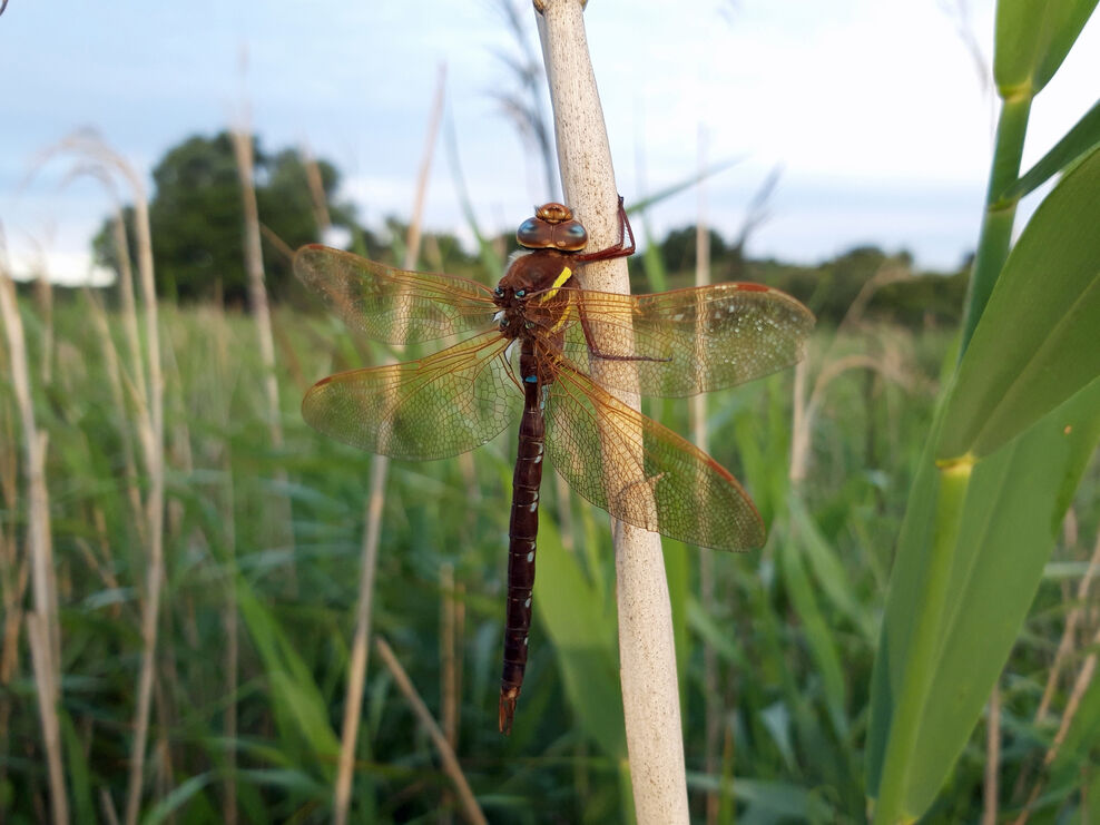 July sightings | The Great Fen