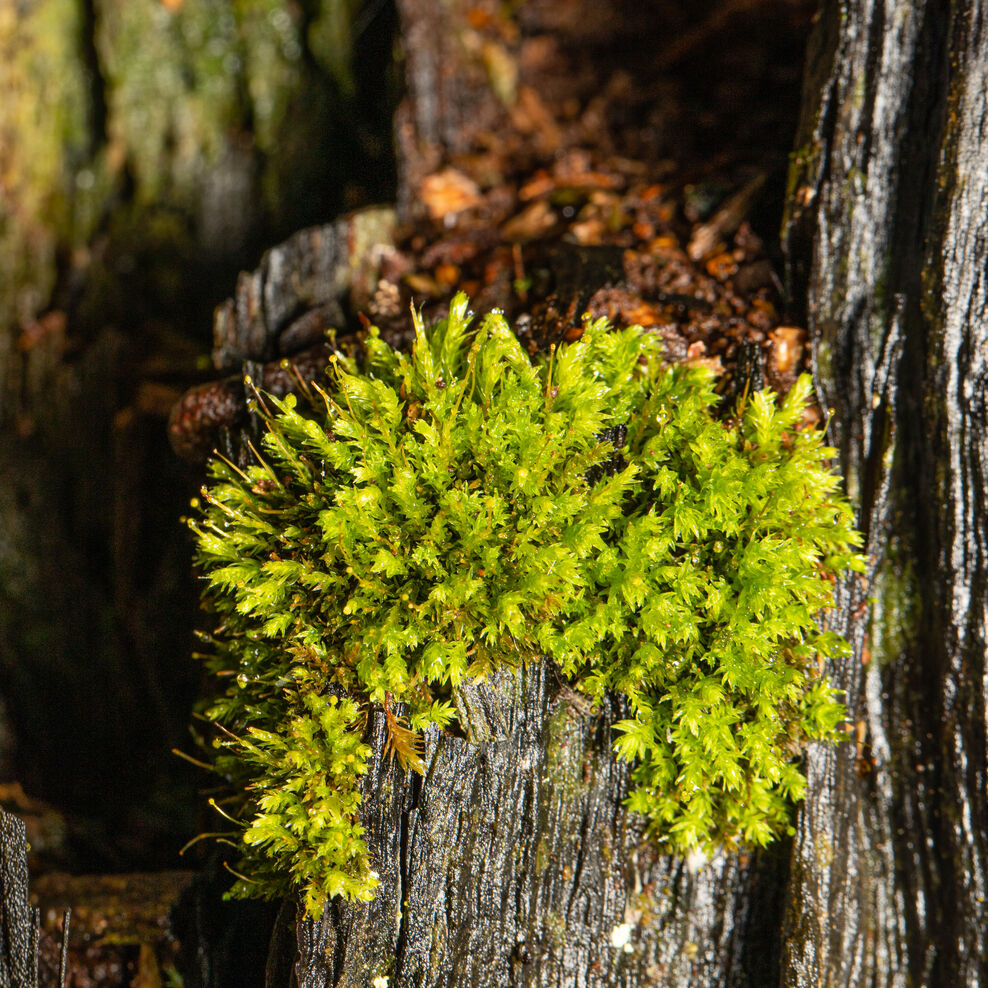 Holme Fen - A Reserve For All Seasons | The Great Fen