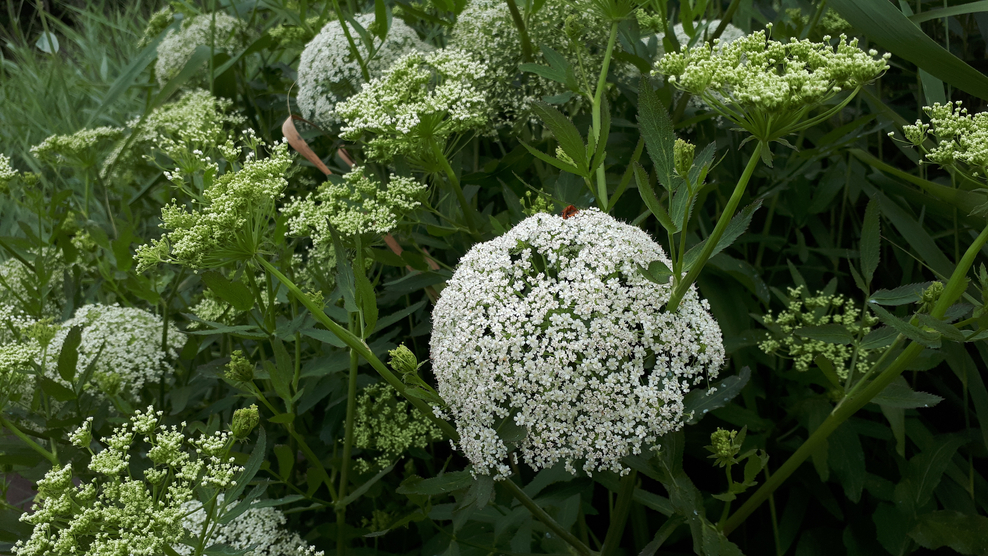 Wildfire Training and Mitigation | The Great Fen