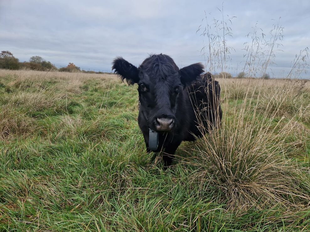 Nofence arrives in the Great Fen | The Great Fen