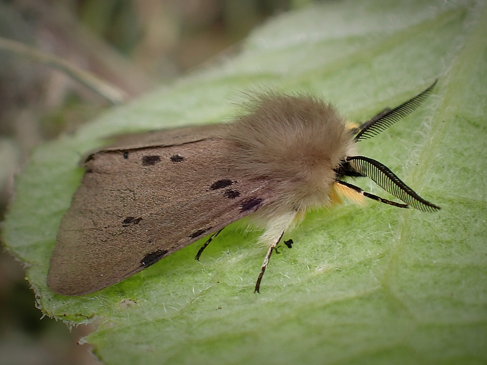 April sightings | The Great Fen