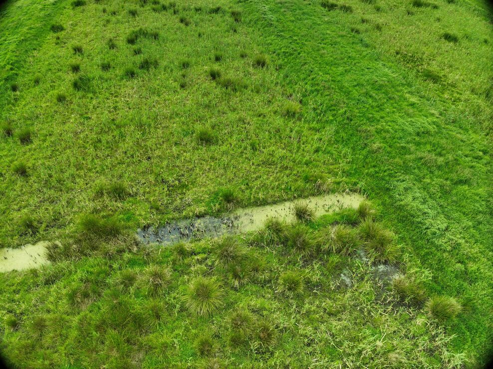 Transforming Typha for Sustainable Construction | The Great Fen