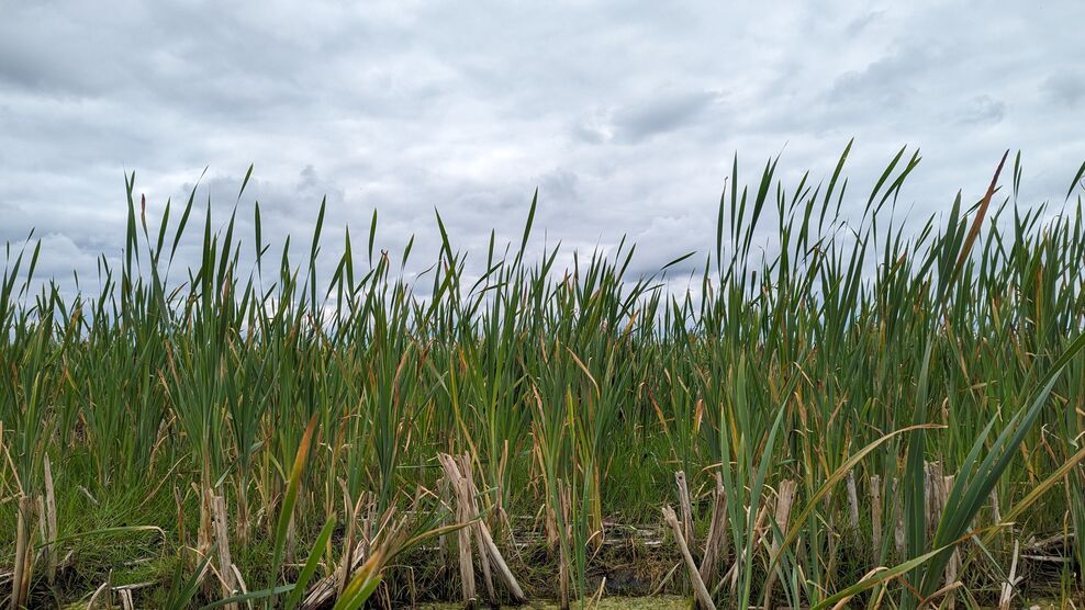 Transforming Typha for Sustainable Construction | The Great Fen