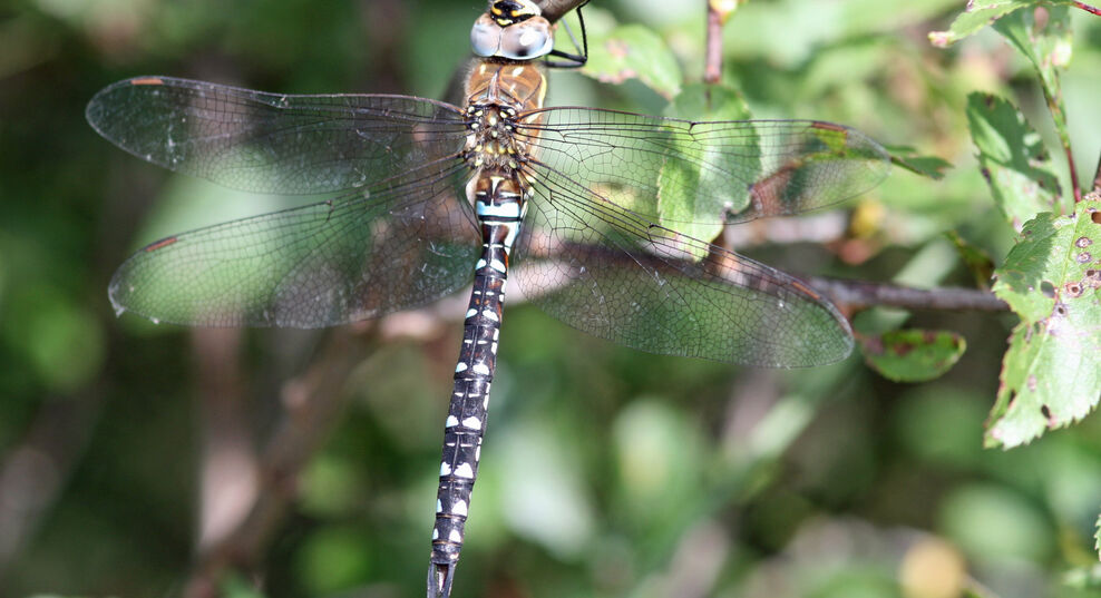 July sightings | The Great Fen