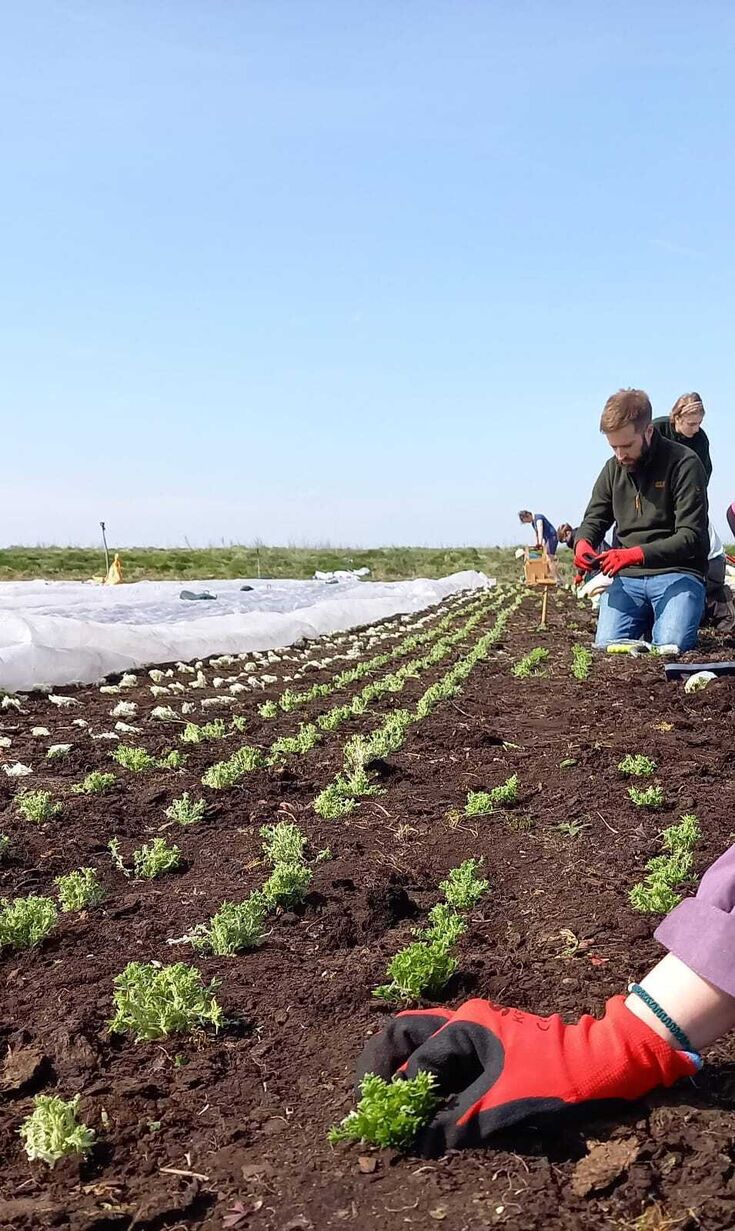 A New National Passion - Paludiculture! | The Great Fen