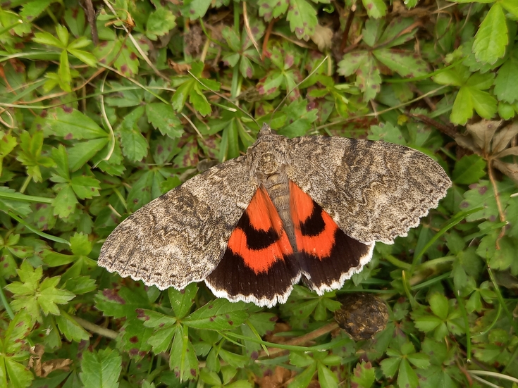 August sightings | The Great Fen