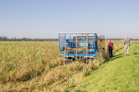 Transforming Typha for Sustainable Construction | The Great Fen