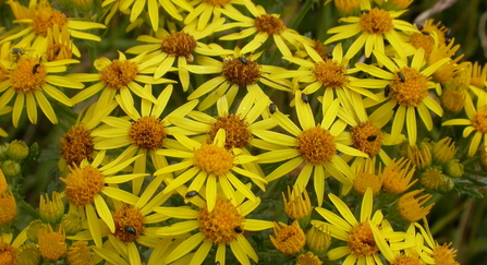 Great Changes in the Great Fen | The Great Fen